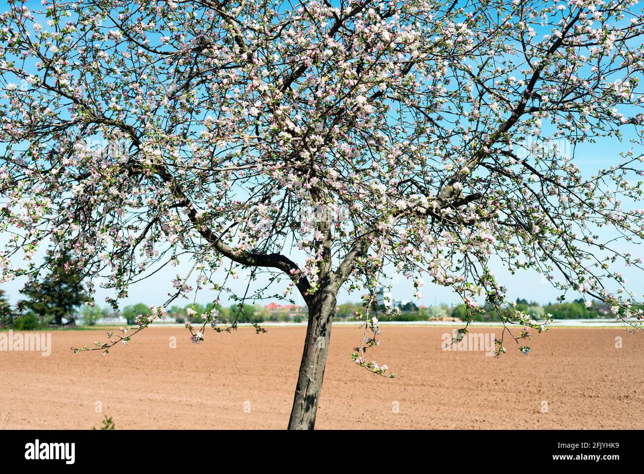 Apple tree in full bloom Stock Photo - Alamy