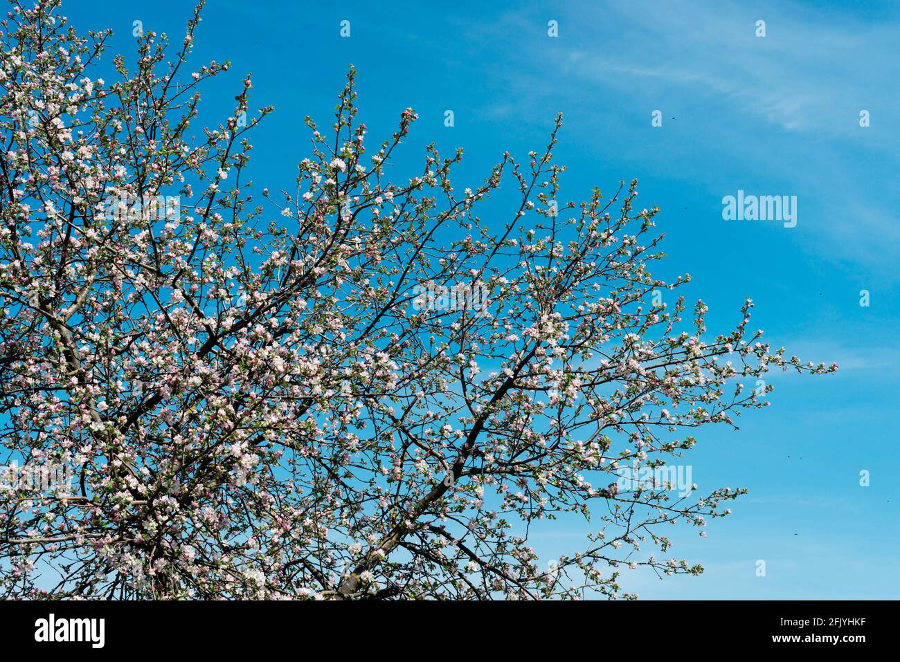 Apple bearing tree hi-res stock photography and images - Alamy
