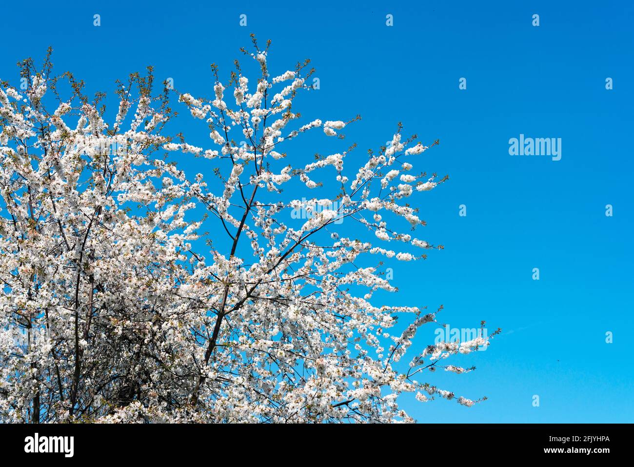Full bloom cherry blossom hi-res stock photography and images - Alamy