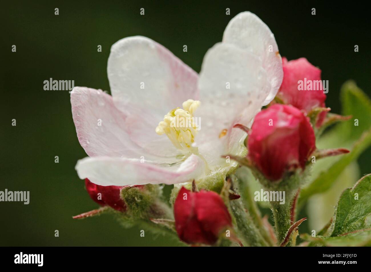 Flower of apple tree Stock Photo - Alamy