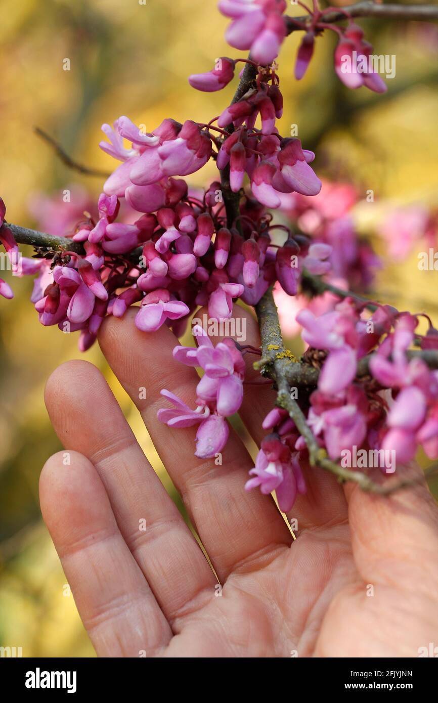 Touching flowers of Judas tree. Cercis siliquastrum Stock Photo - Alamy
