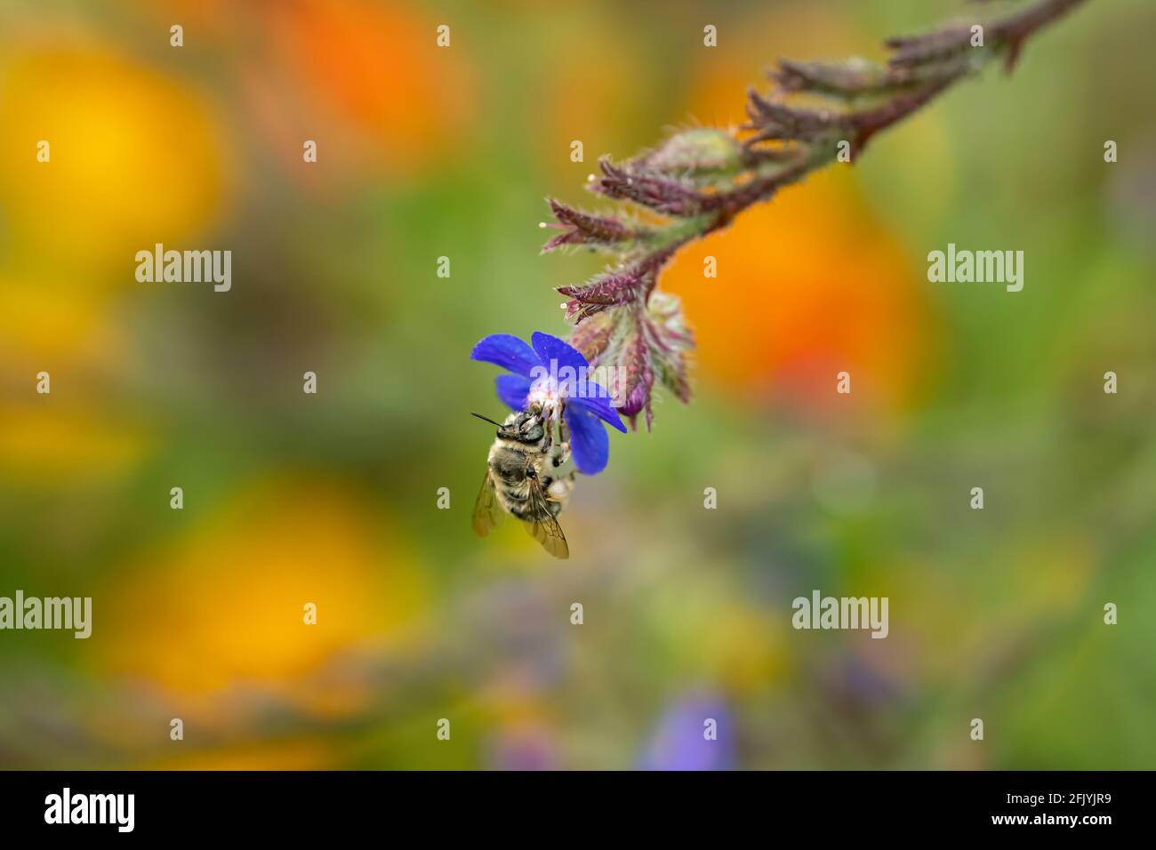 Little flower bee hi-res stock photography and images - Alamy