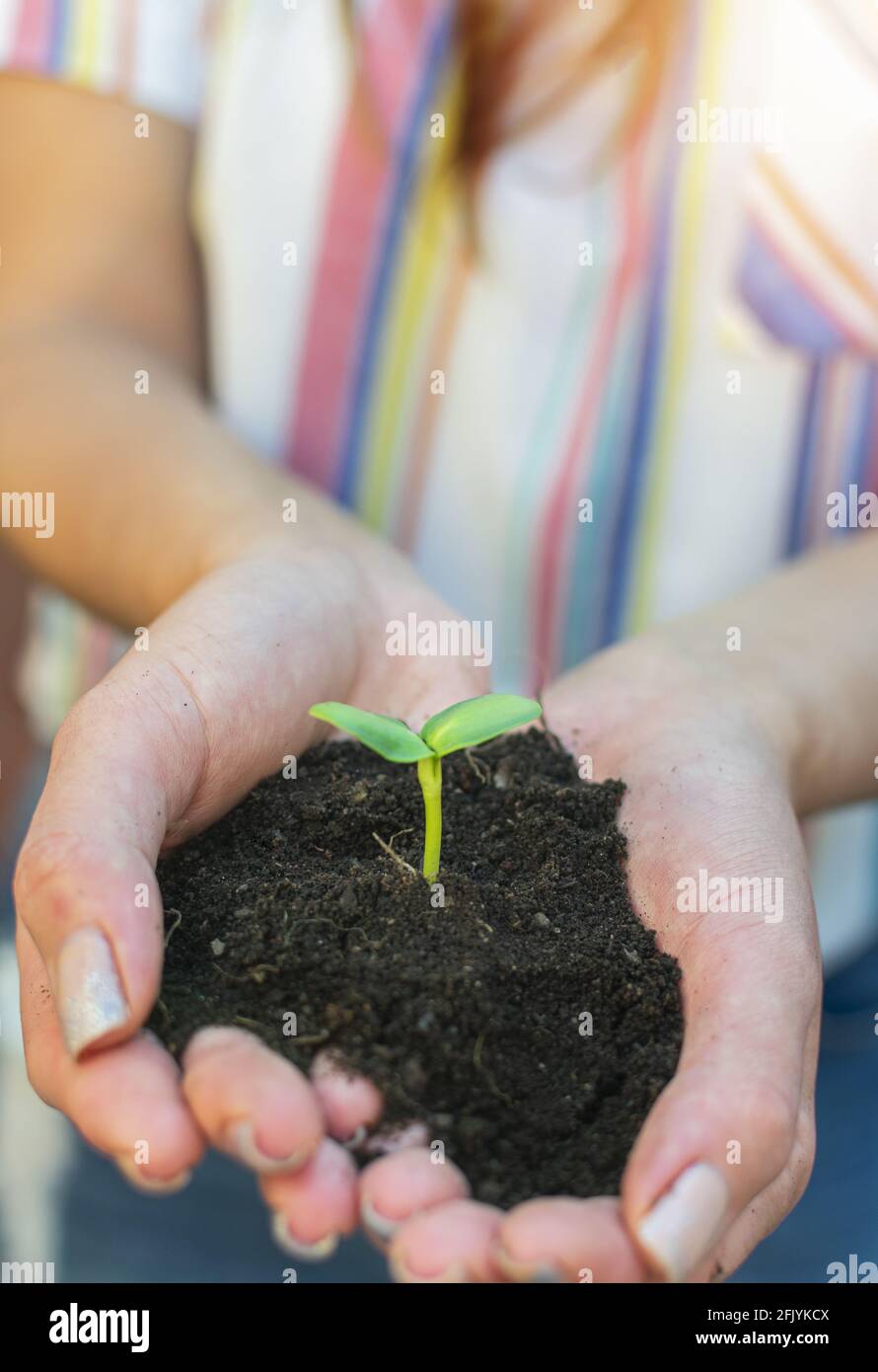 A woman holding a germinated seed with soil. Caring for the environment ...