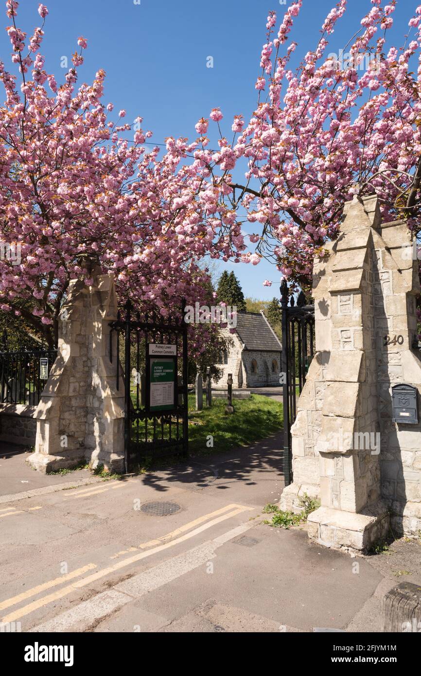 A cherry blossom-covered entrance to Putney Lower Common Cemetery ...