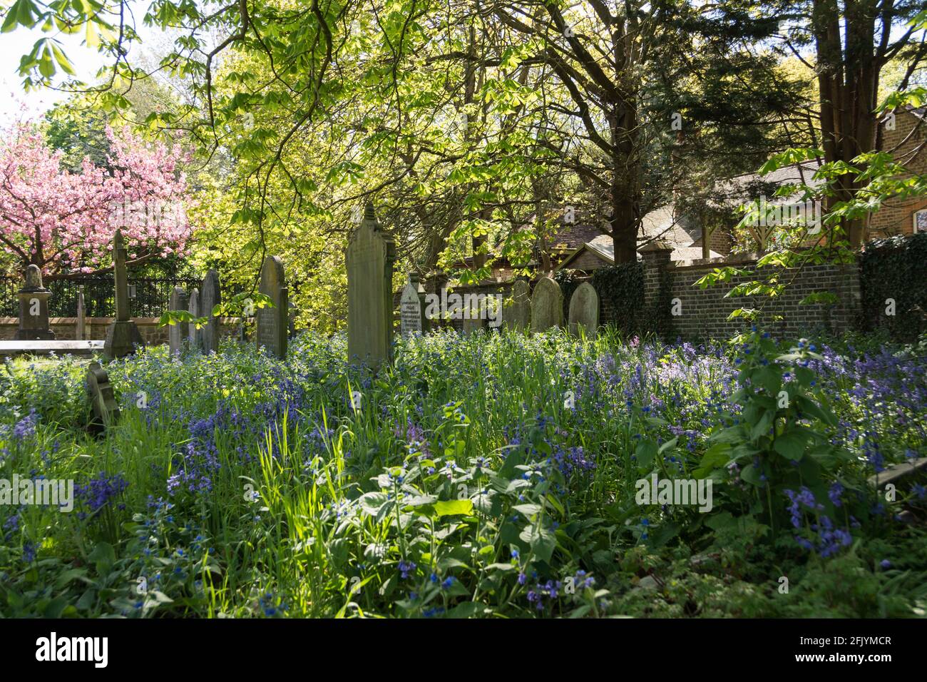 Cherry blossom tree in graveyard hi-res stock photography and images ...
