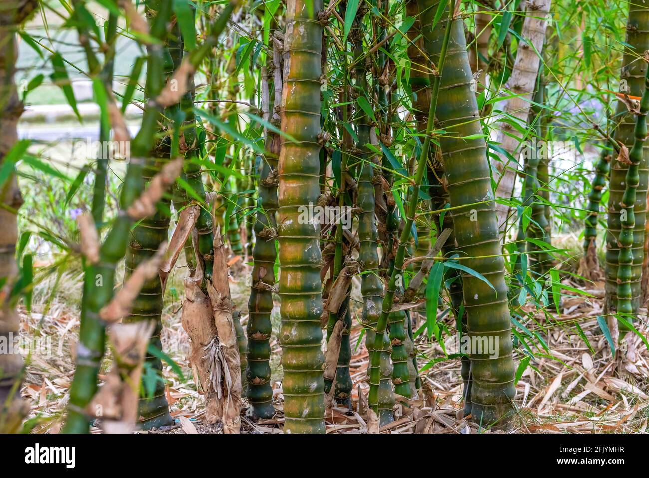 A lush bamboo forest landscape, bamboo Stock Photo - Alamy
