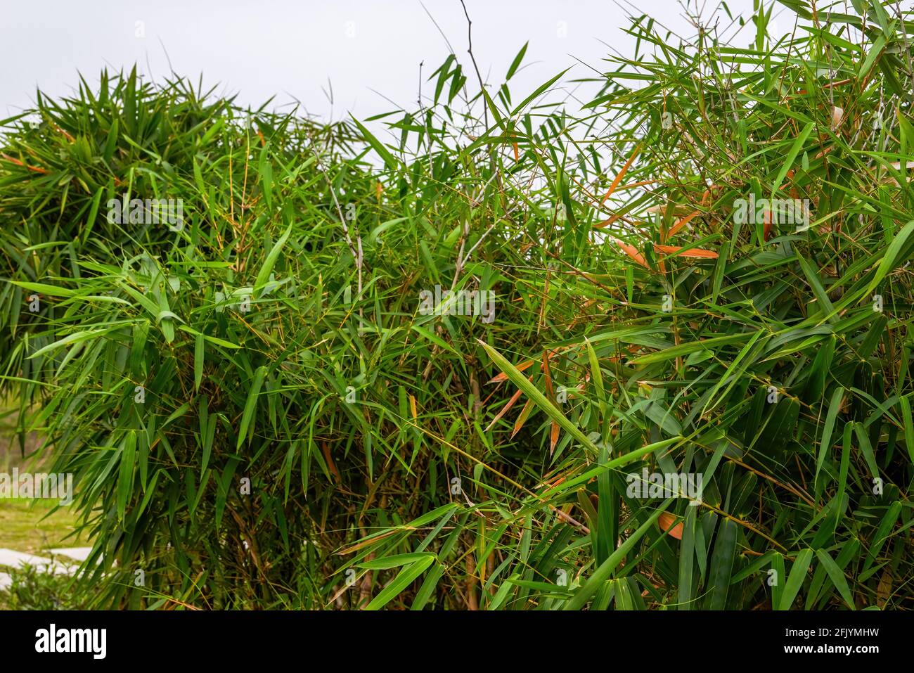 A lush bamboo forest landscape, bamboo Stock Photo - Alamy