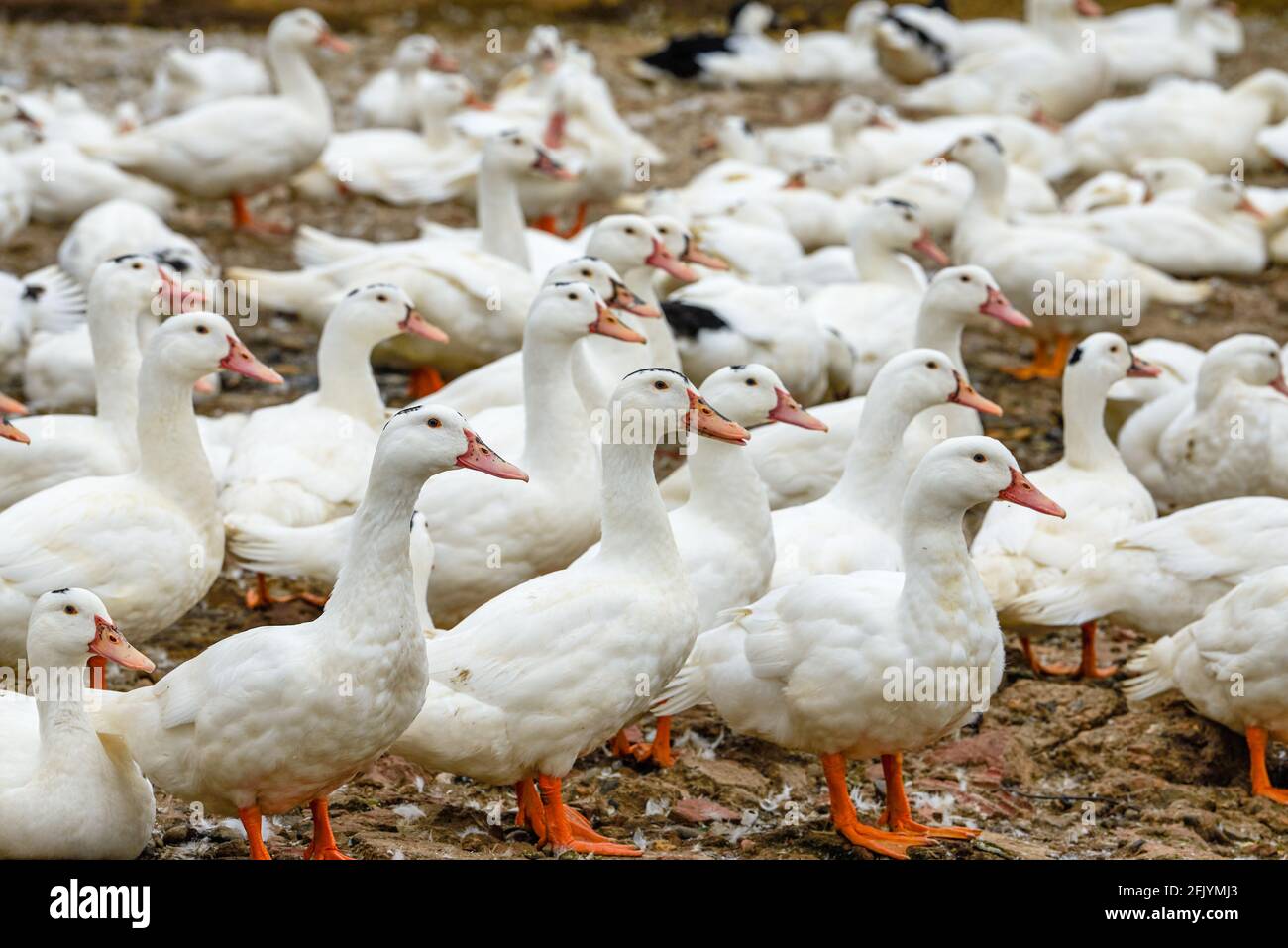 A large group of white-haired ducks in the duck farm Stock Photo - Alamy