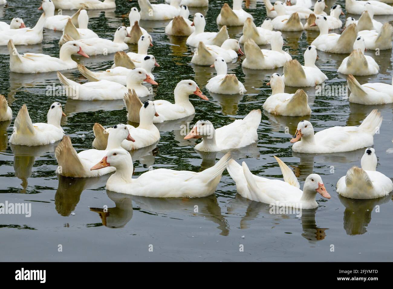Meat Structure High Resolution Stock Photography and Images - Alamy