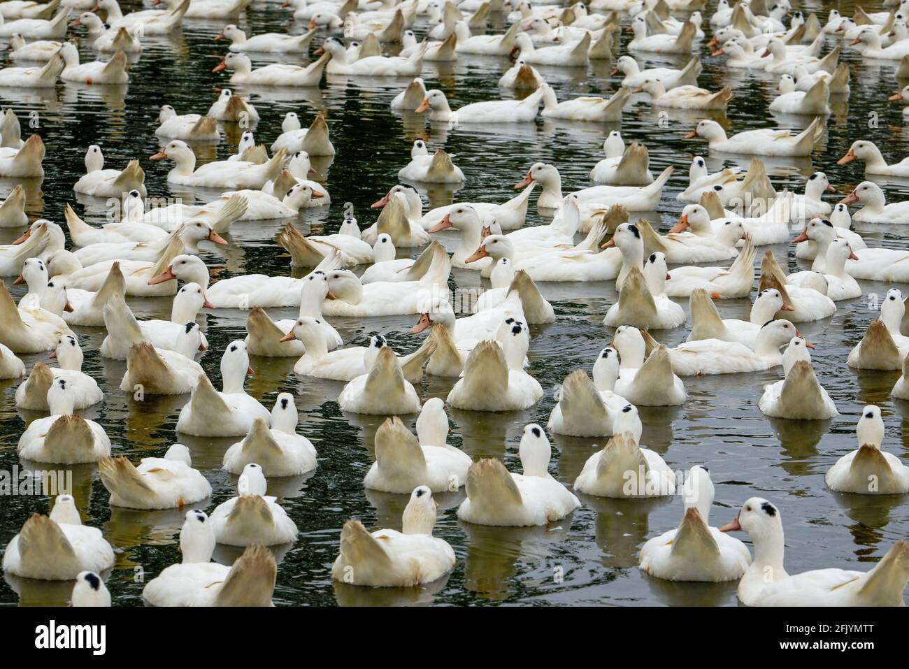A large group of white-haired ducks in the duck farm Stock Photo - Alamy