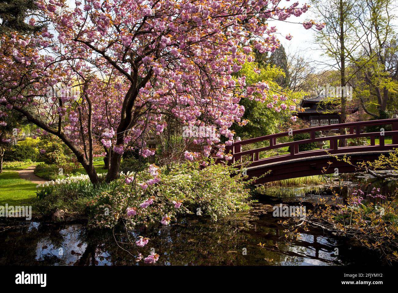 Japanese Garden Cherry Blossom Bridge