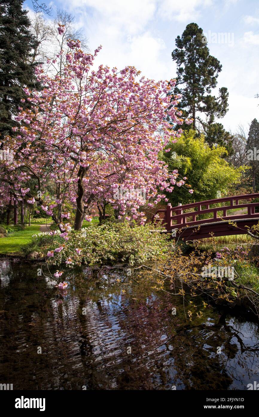 Japanese Garden Cherry Blossom Bridge