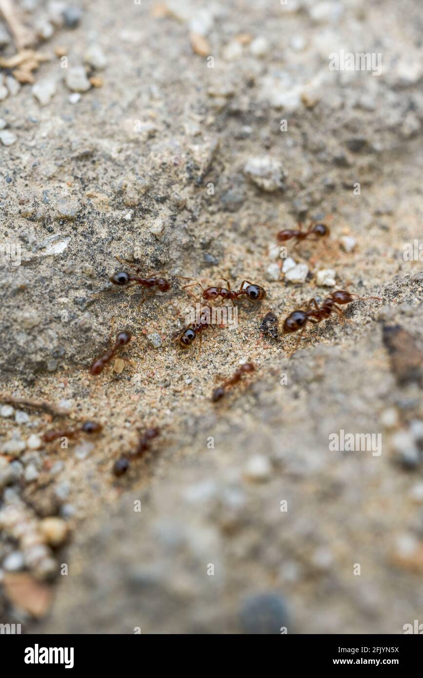 Macro close-up of a group of ants on the ground Stock Photo - Alamy
