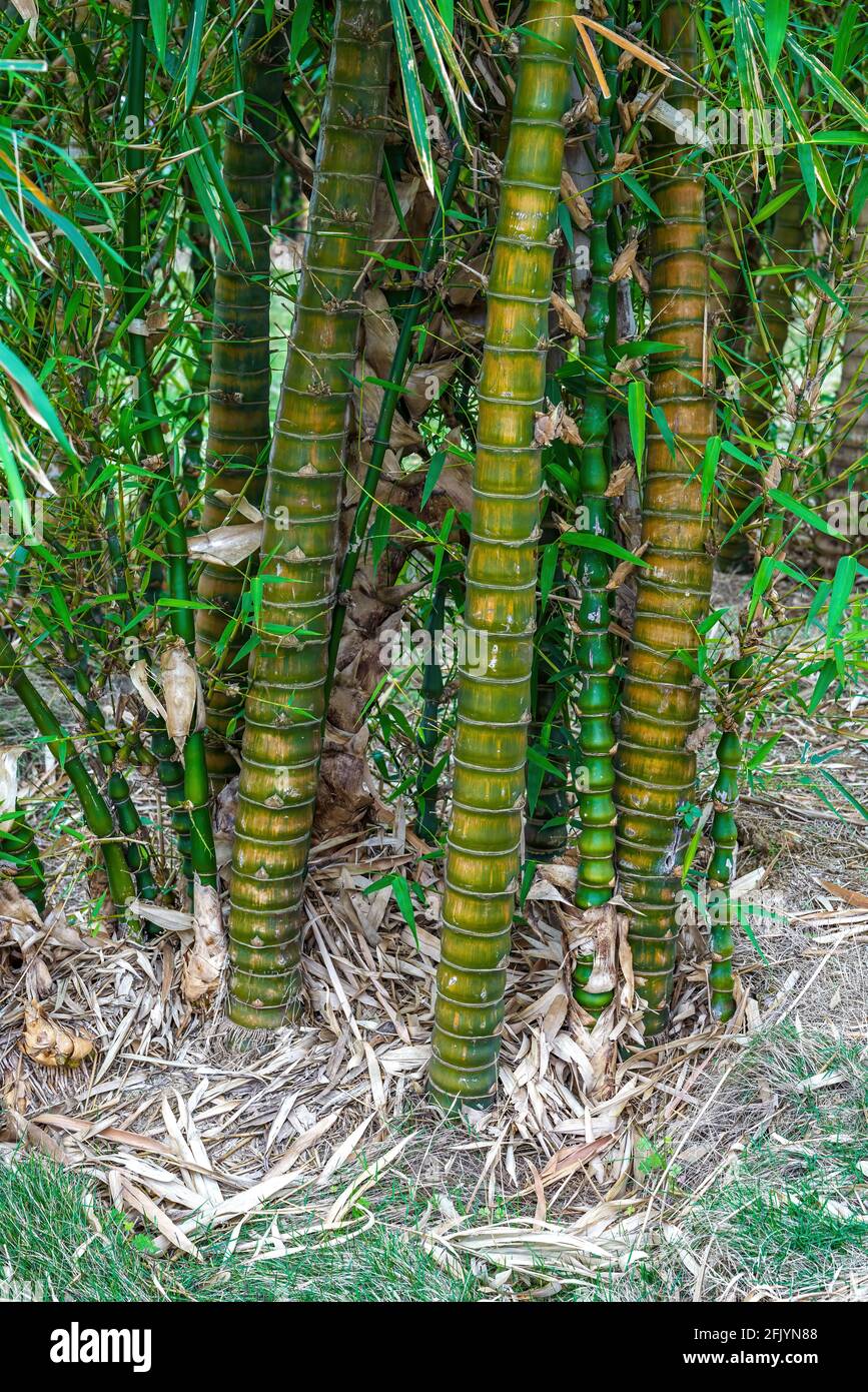 A lush bamboo forest landscape, bamboo Stock Photo - Alamy