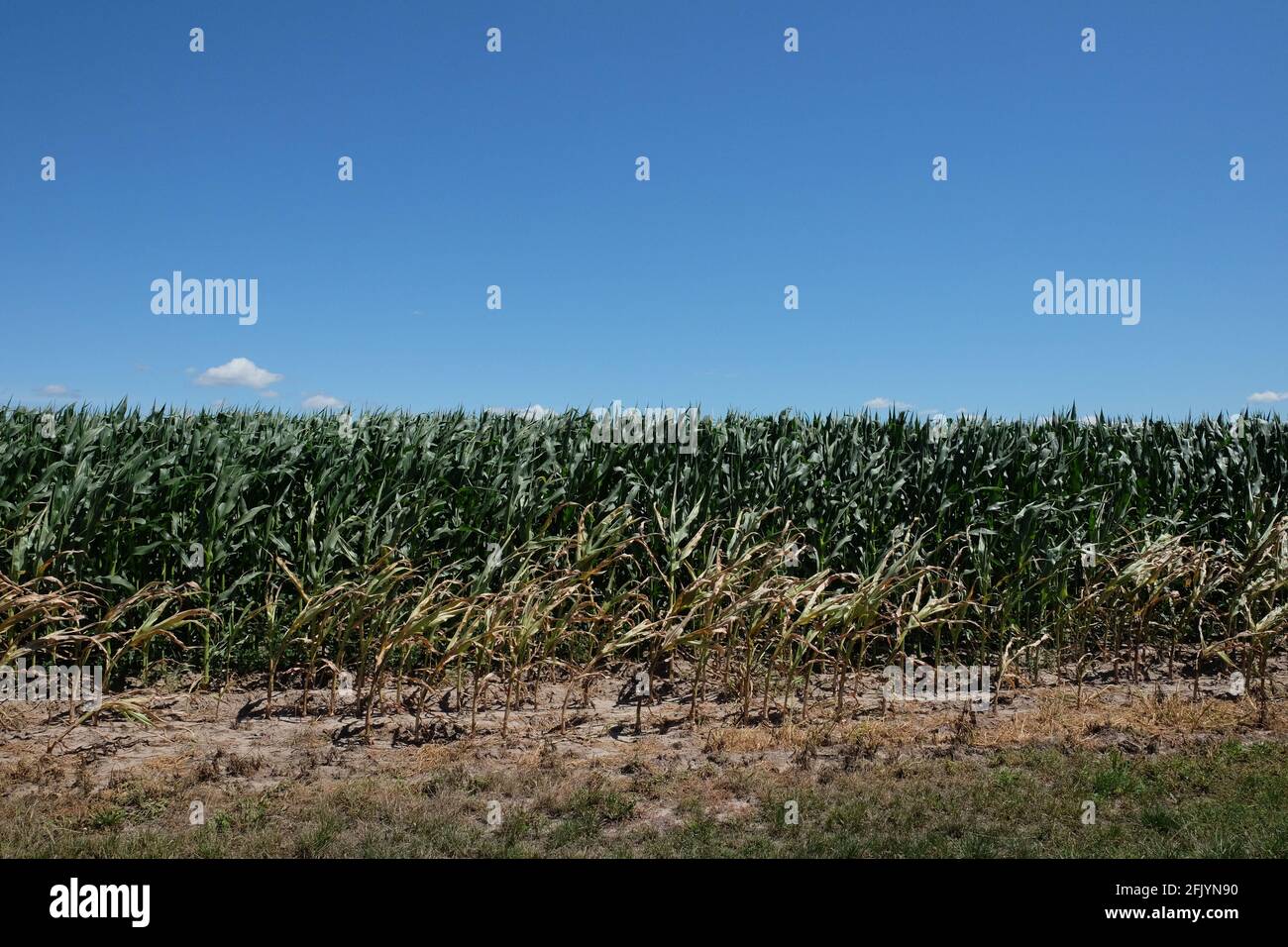 Clear plantation land hi-res stock photography and images - Alamy