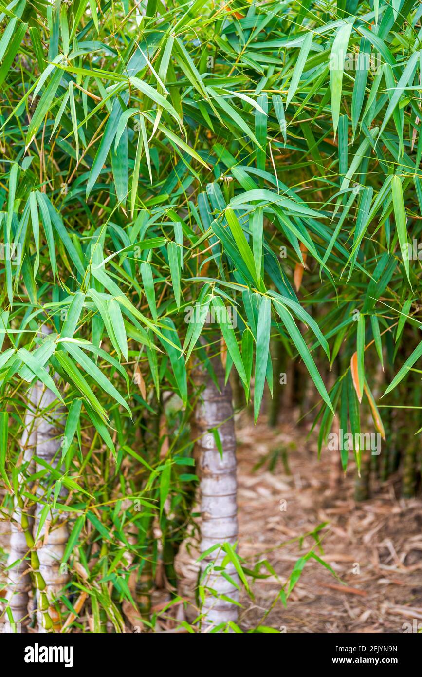 A lush bamboo forest landscape, bamboo Stock Photo - Alamy