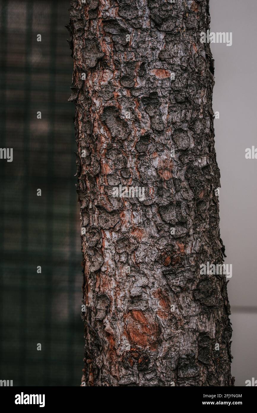 A vertical shot of a tree bark texture Stock Photo - Alamy