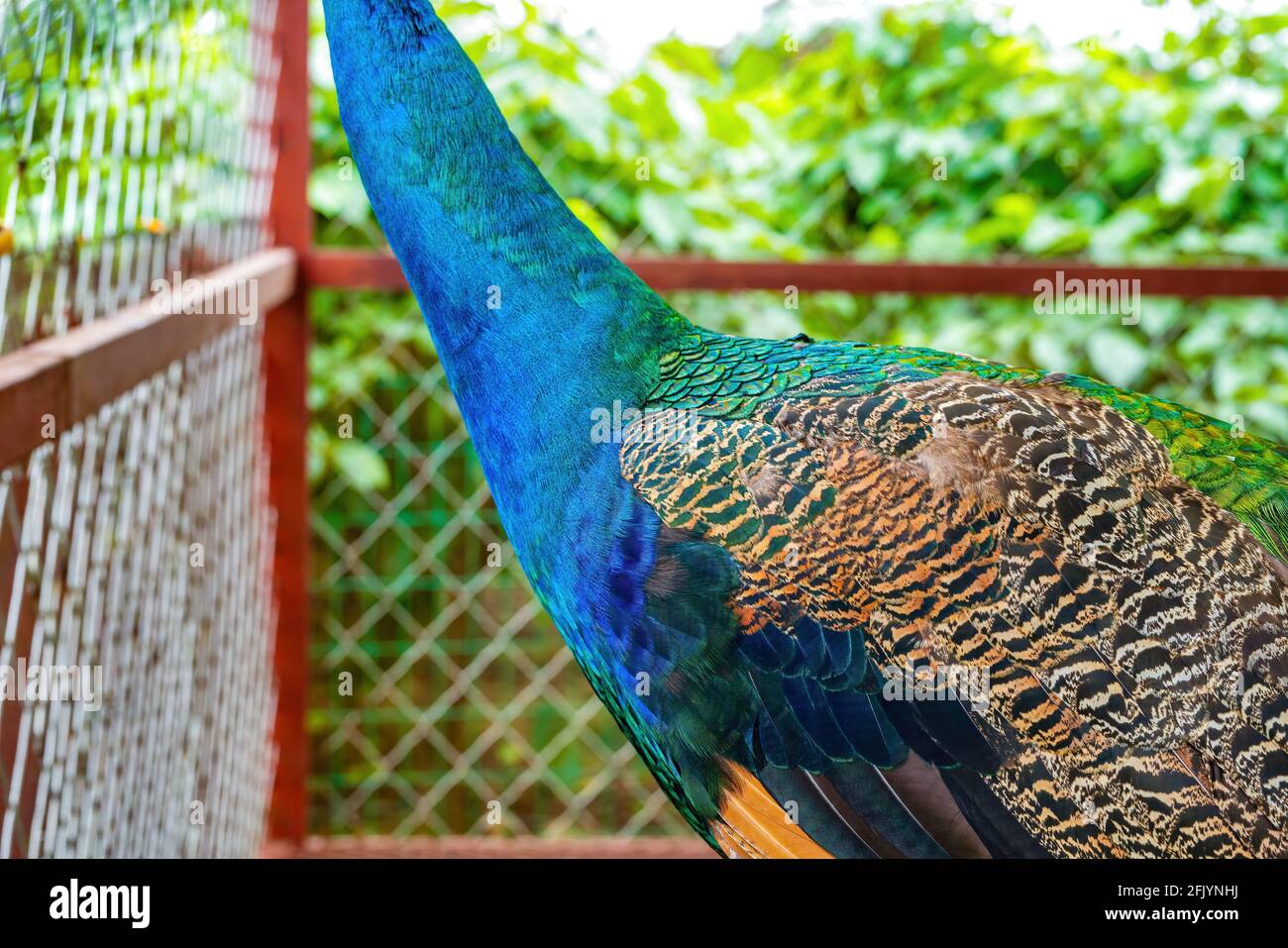 A beautiful and colorful male peacock Stock Photo - Alamy