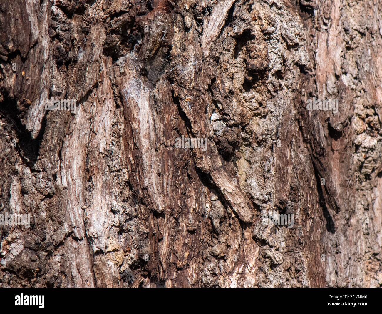 Fissures, grooves and growths in close up of old tree trunks with ...