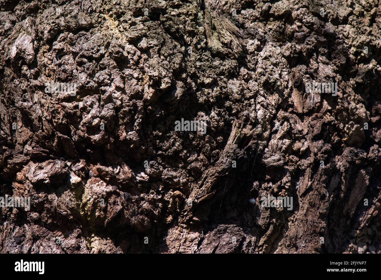 Fissures, grooves and growths in close up of old tree trunks with ...