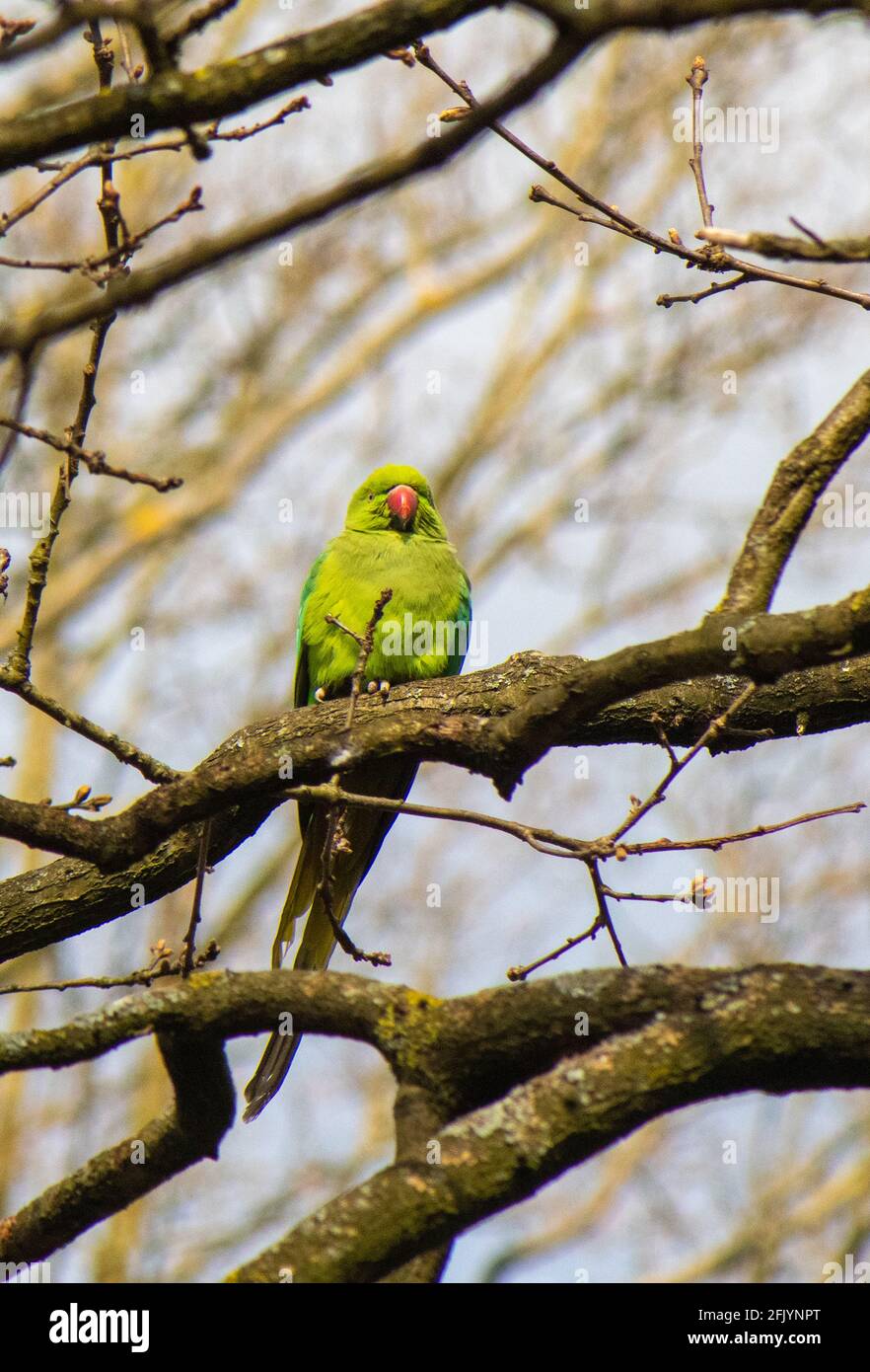 Rose ringed parakeet perching in branches, Richmond Park, England Stock ...