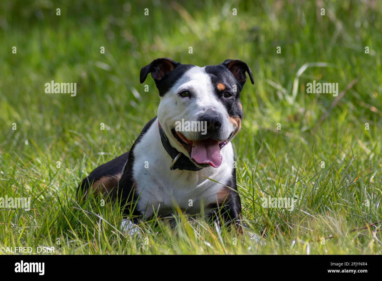 Staff cross American Pitbull Stock Photo - Alamy