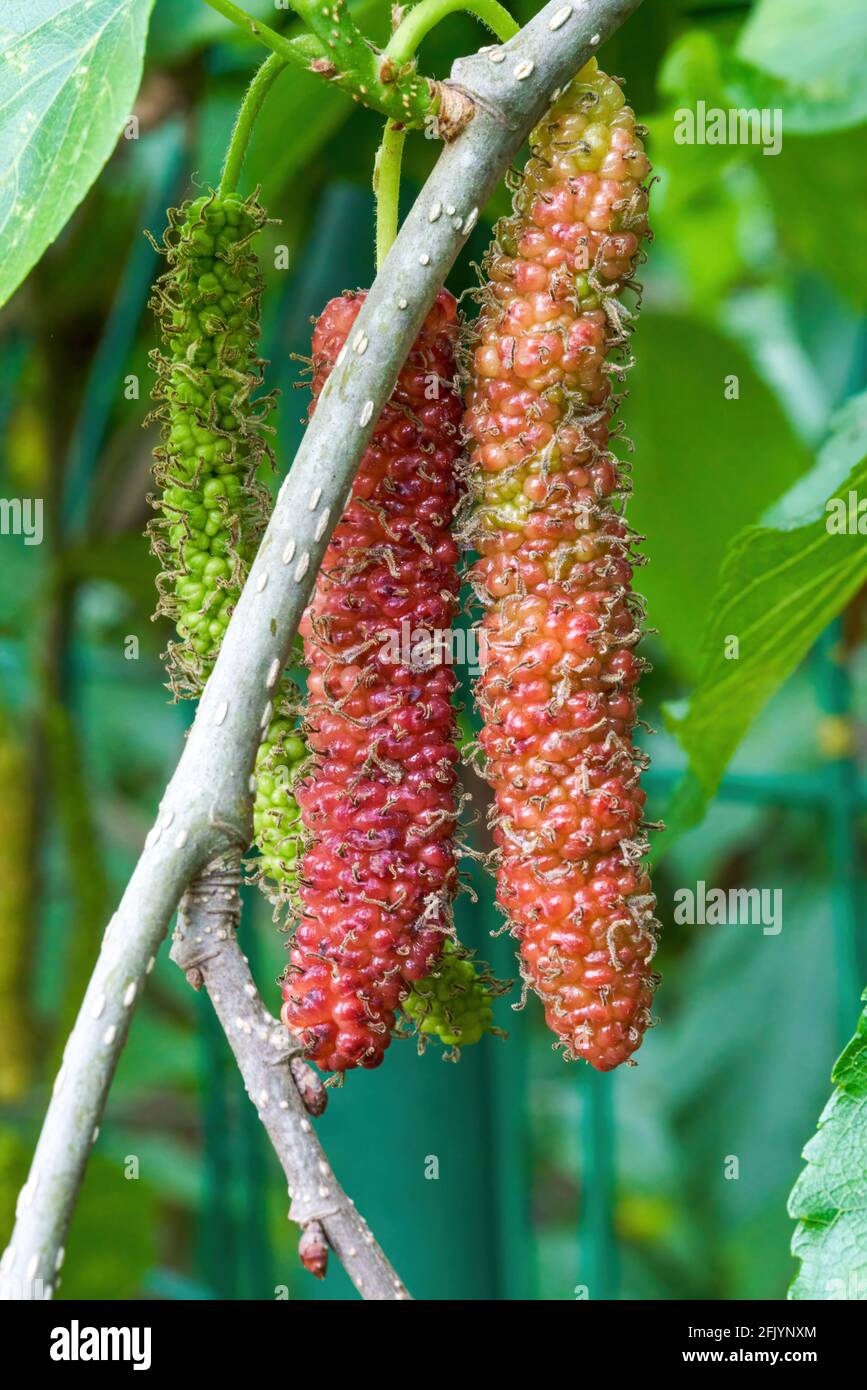 Close-up of ripening mulberry fruit on a mulberry tree Stock Photo - Alamy