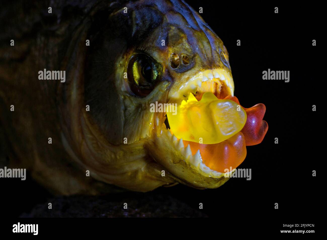 Piranha Face High Resolution Stock Photography and Images - Alamy
