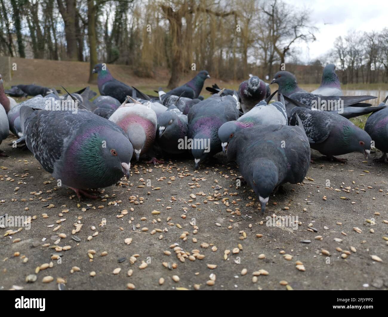 Flock of pigeons eating food at the park Stock Photo - Alamy