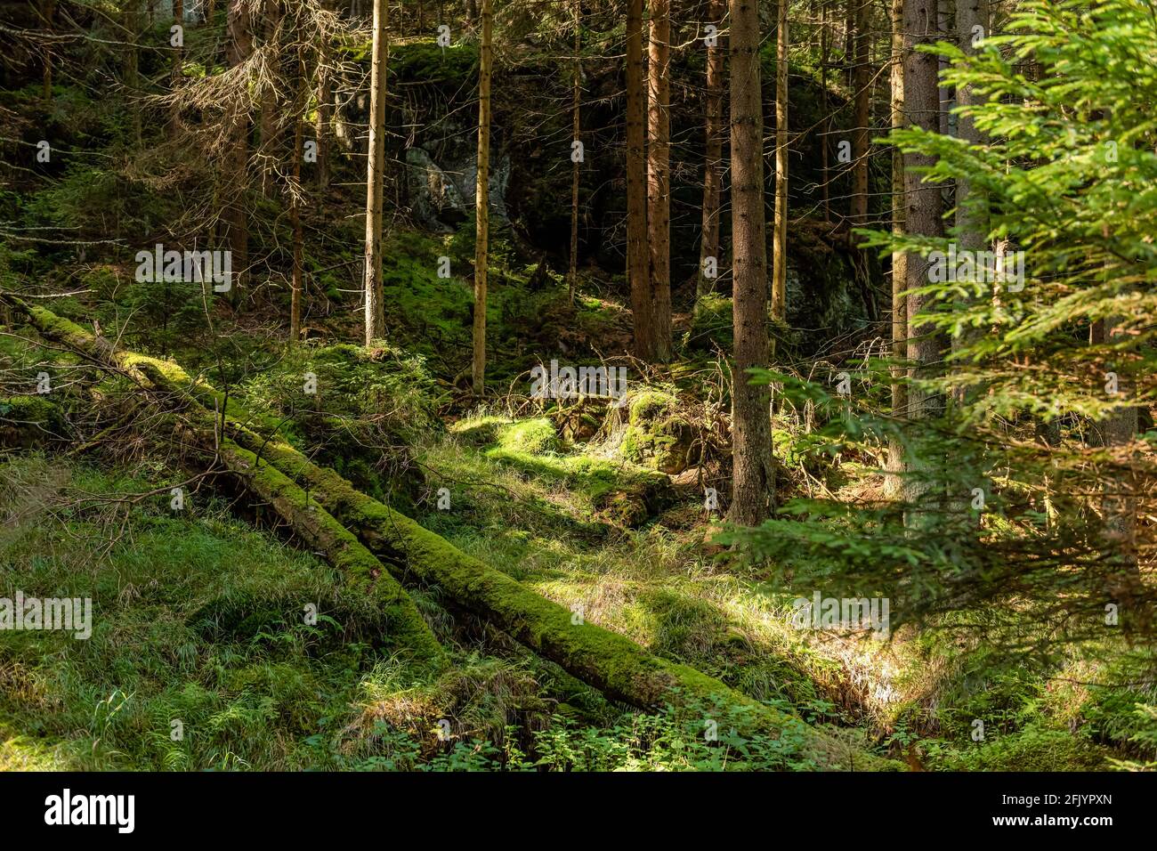 Trees in a deep forest in a mountains. Table mountain, nature ...
