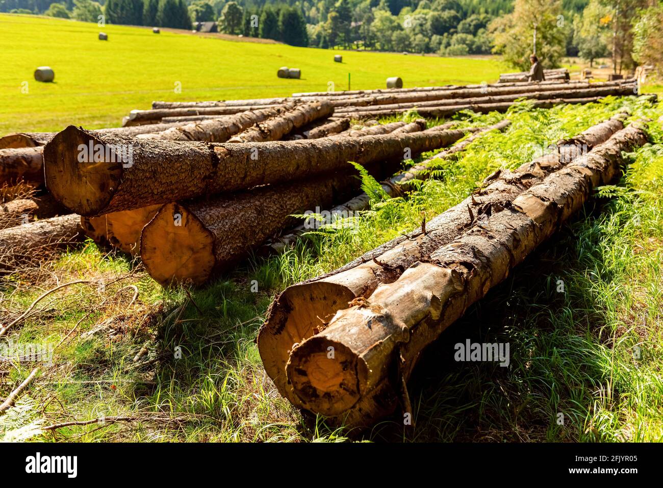 Deforestation forest edge hi-res stock photography and images - Alamy