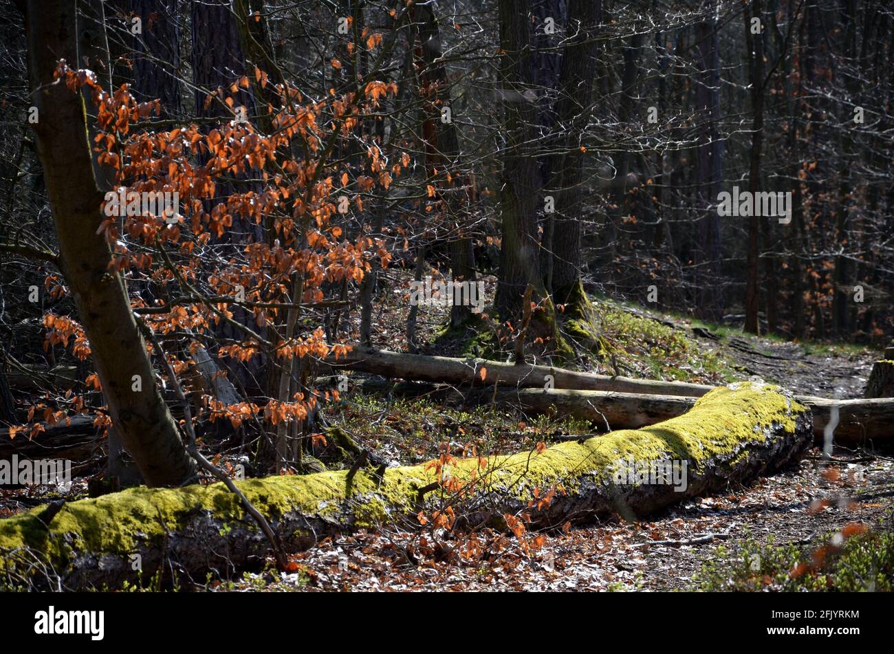 fallen trunk with moss in a forest in Eisenach Stock Photo - Alamy