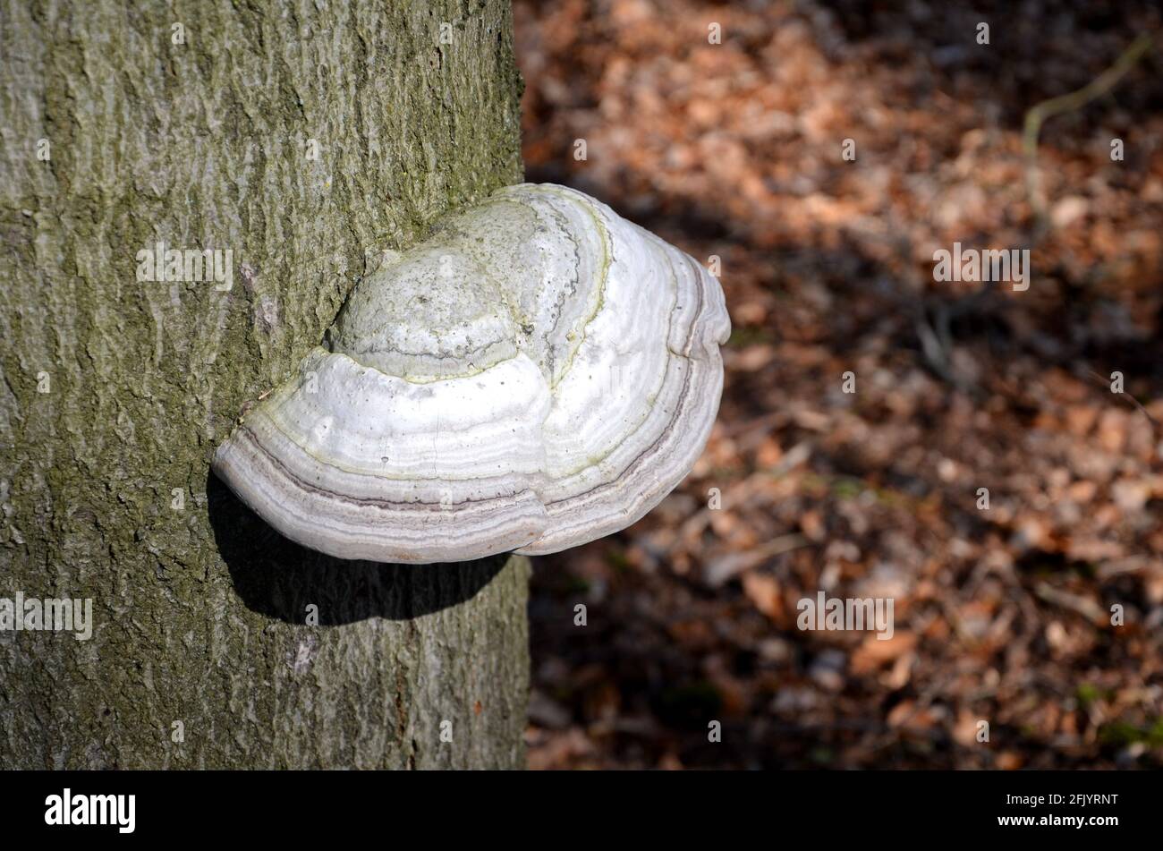 closeup of a polypore on a tree Stock Photo - Alamy