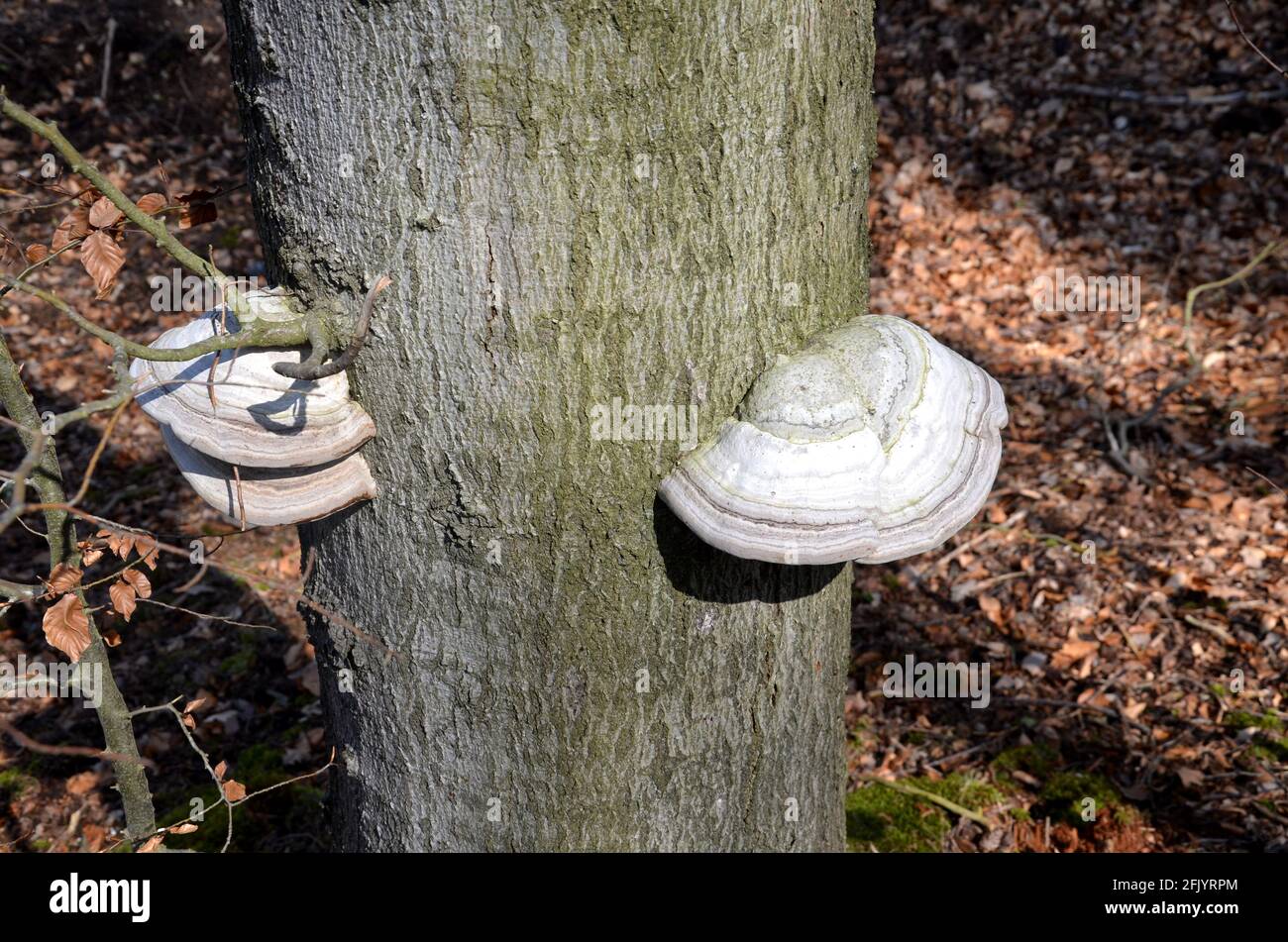 Closeup close up shape hi-res stock photography and images - Alamy