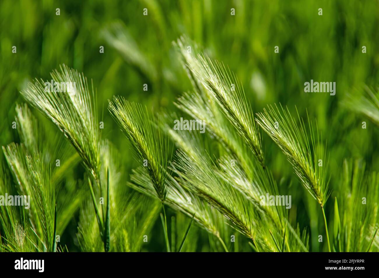 weeds and plants in nature Stock Photo - Alamy