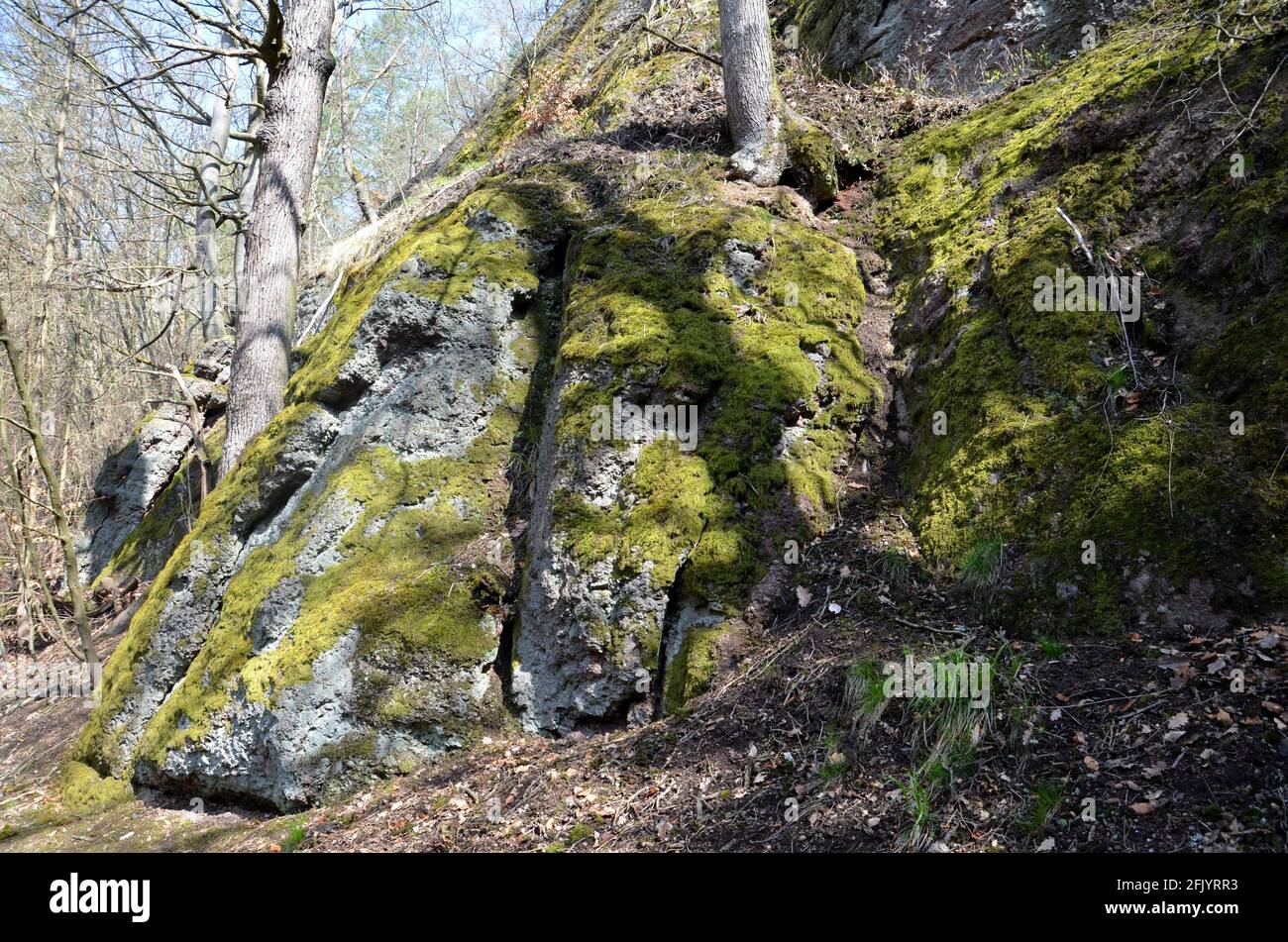 Mossy tree roots in a forest hi-res stock photography and images - Alamy