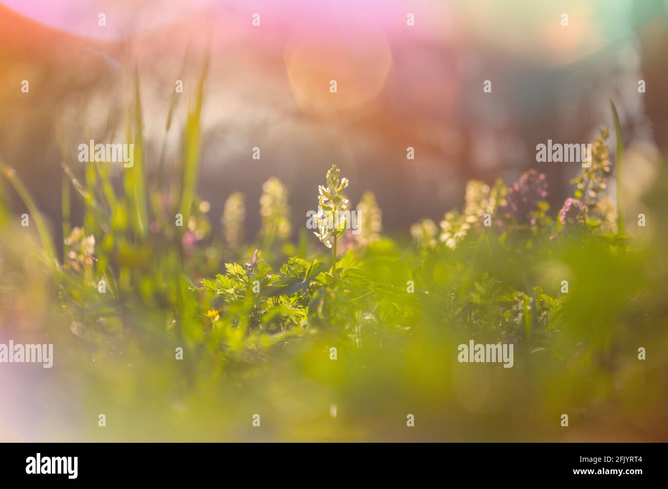 Spring scene. Beautiful landscape in green forest at sunrise Stock ...