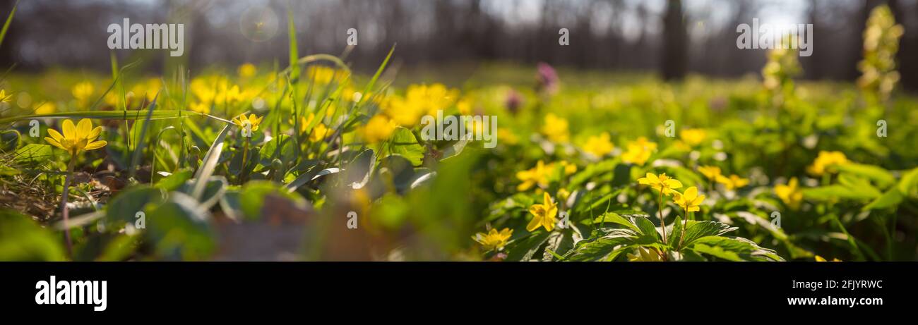 Spring scene. Beautiful landscape in green forest at sunrise Stock ...