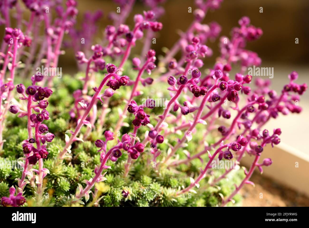 Geoff hi-res stock photography and images - Alamy