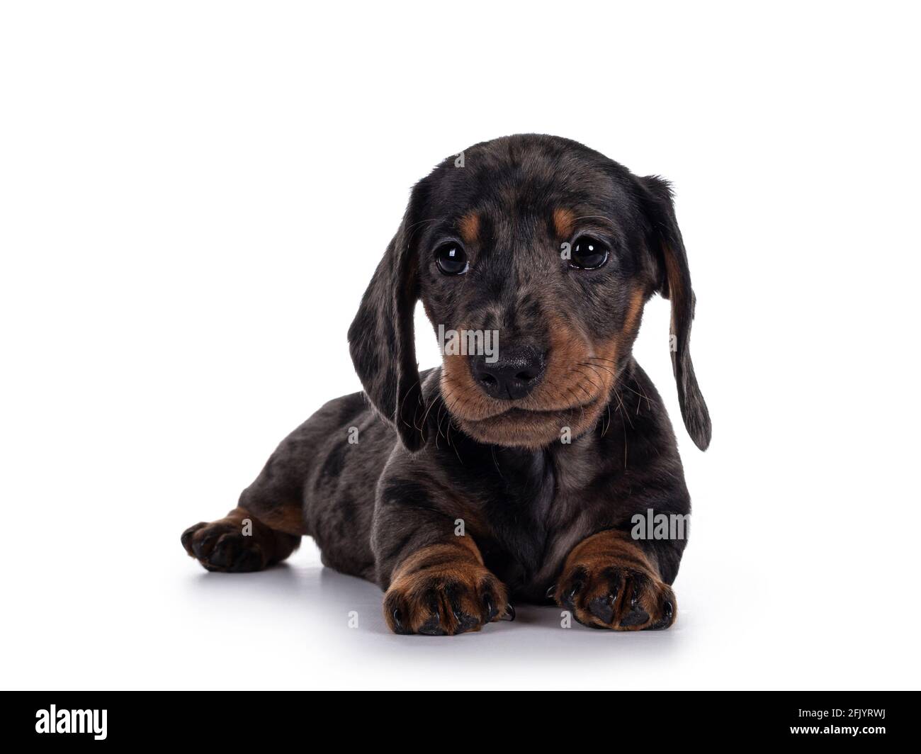 Cute dachshund aka teckel pup, laying down facing front. Looking ...