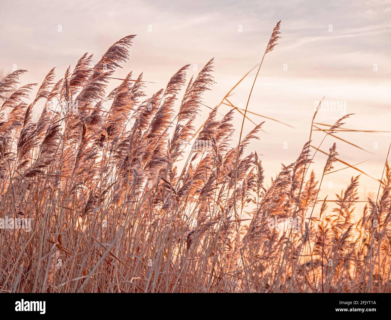 Reed swaying in wind hi-res stock photography and images - Alamy