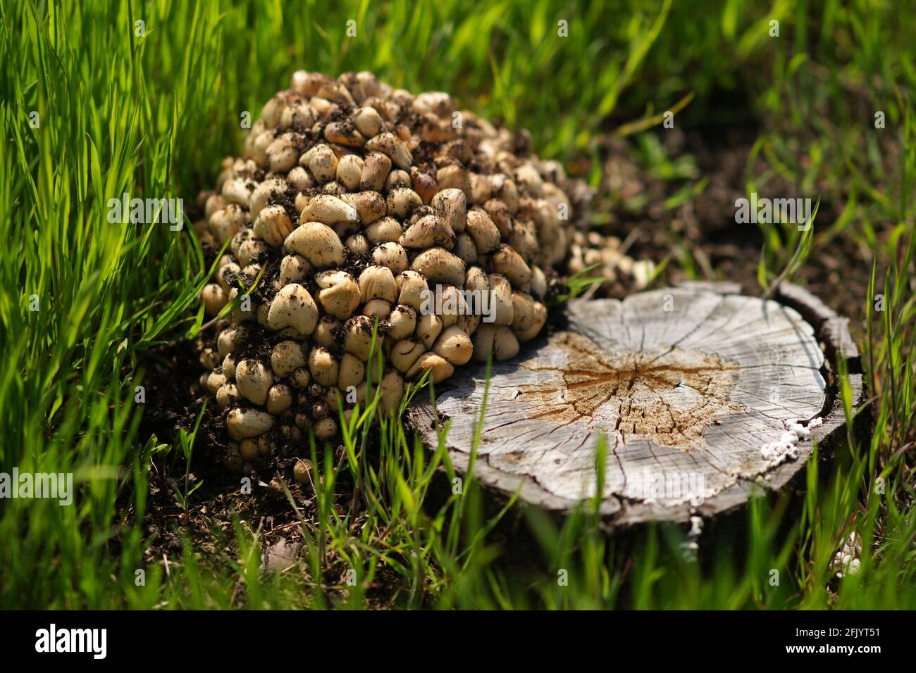 Large fresh mycelium near an old tree stump in a spring field ...