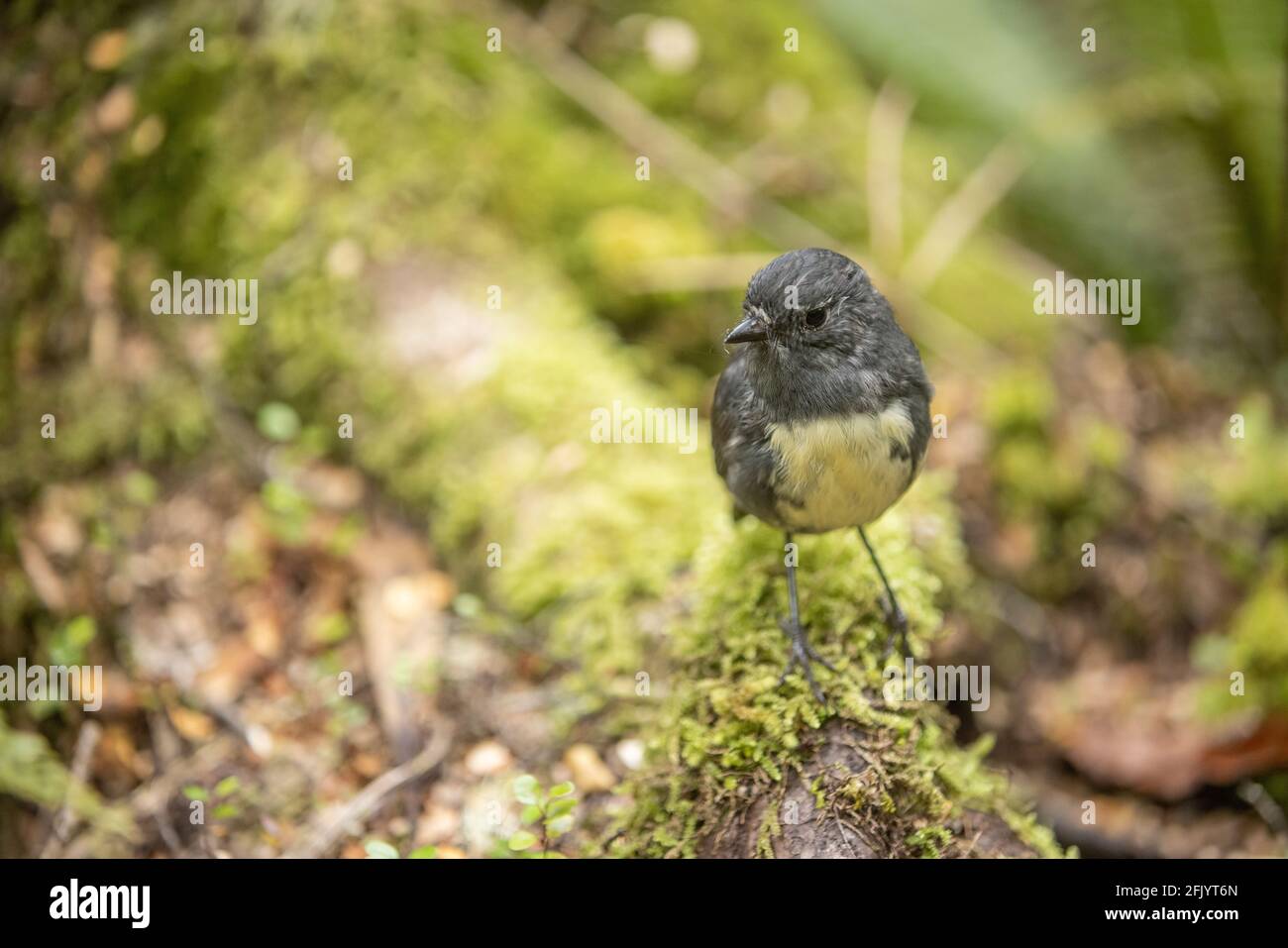 South Island Robin or Toutouwai, an Endemic New Zealand Forest bird ...
