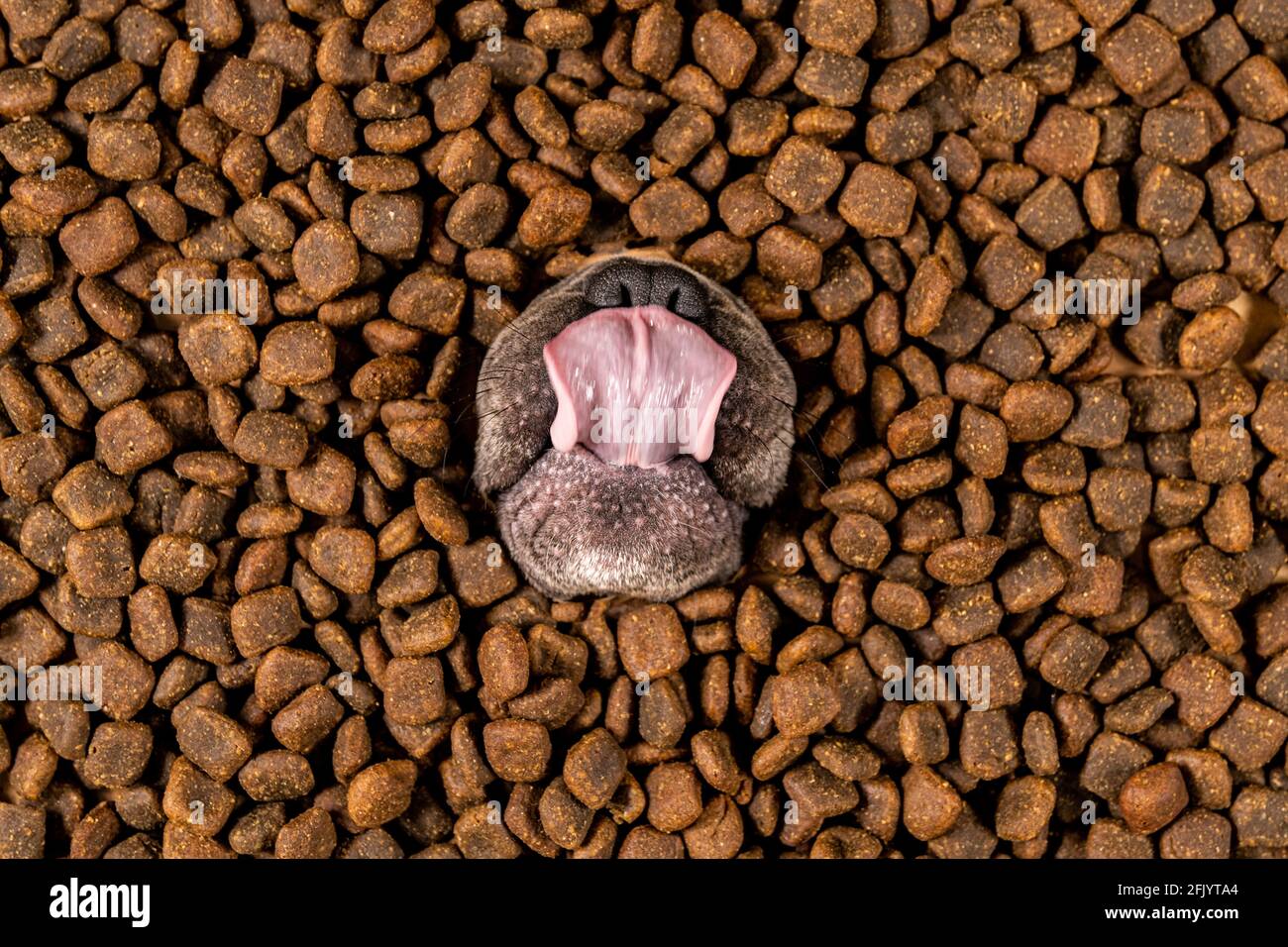 Happy French Bulldog in a sea of dog food Stock Photo - Alamy