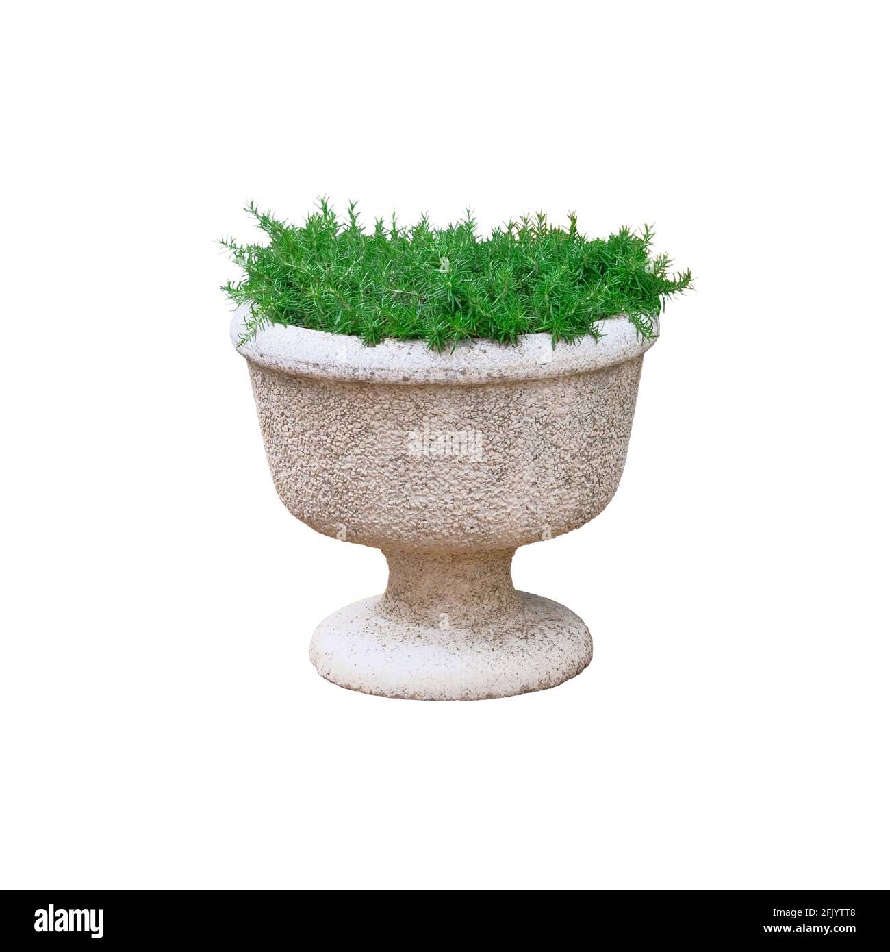 Green shrub plant in Cut Out Stock Images & Pictures - Alamy