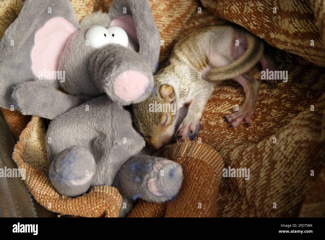 Tigiwinkles wildlife hospital in Buckinghamshire Baby Squirrel pic ...