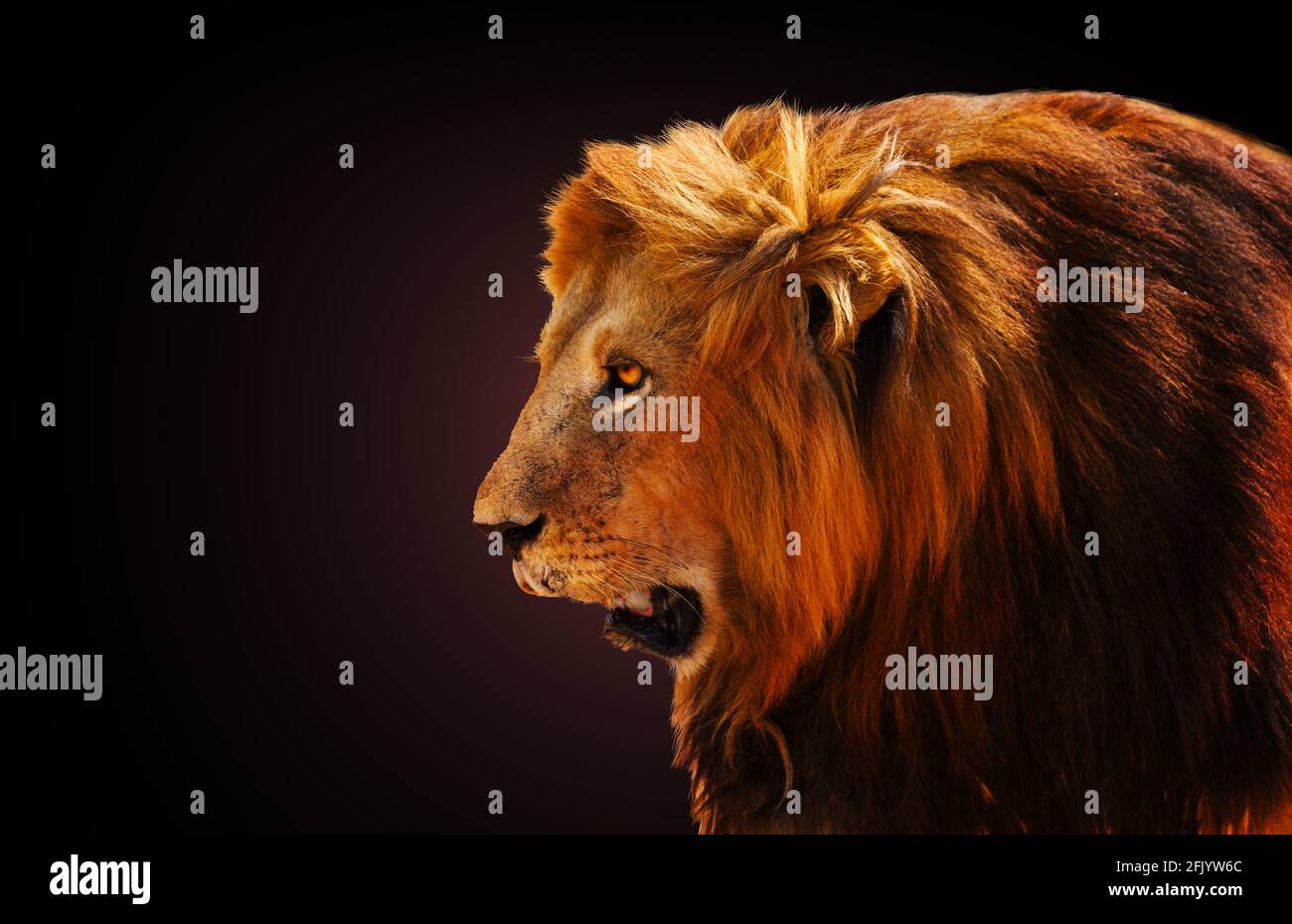 Angry lion king hi-res stock photography and images - Alamy