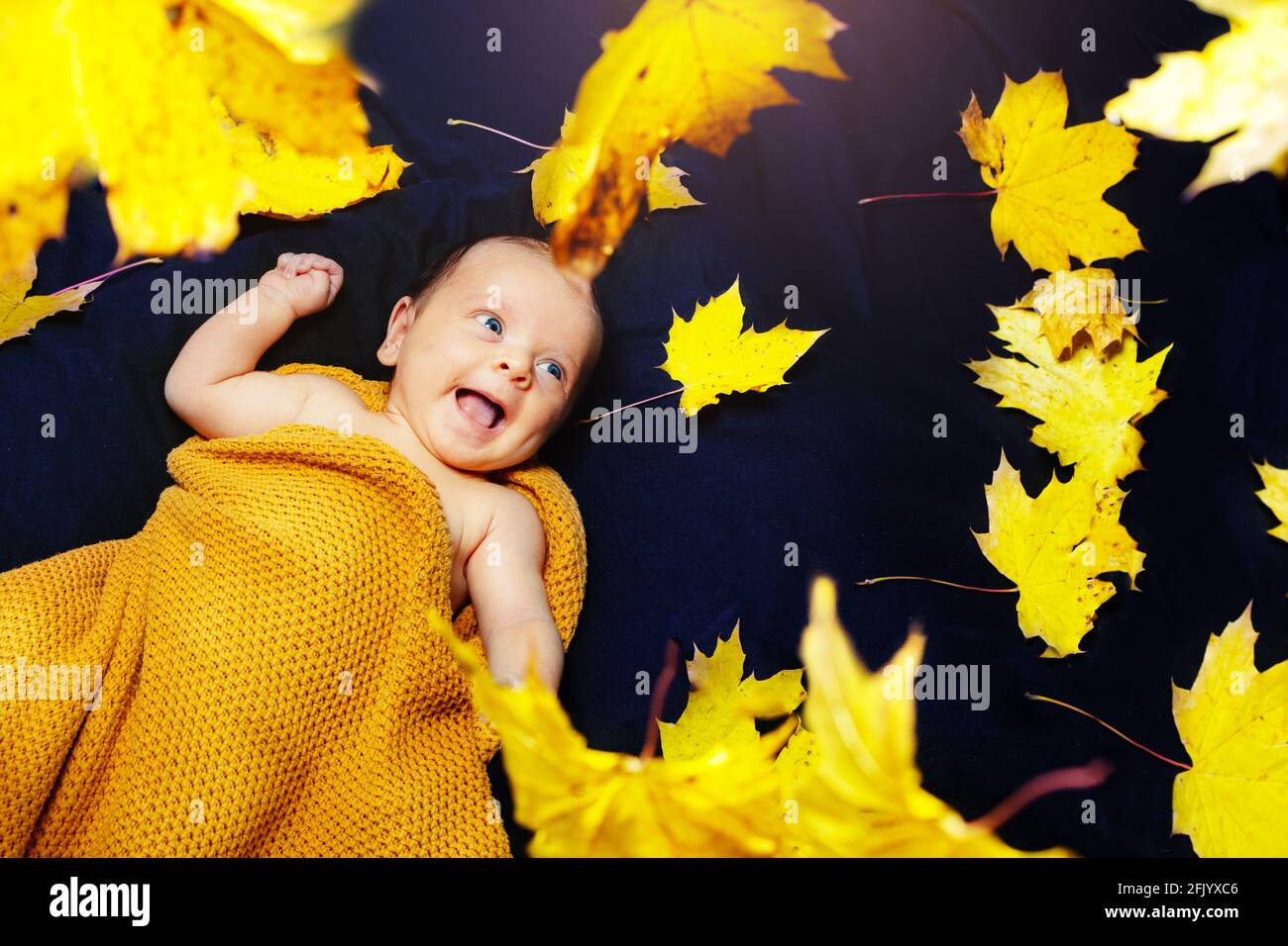 Baby red maple leaves hi-res stock photography and images - Alamy