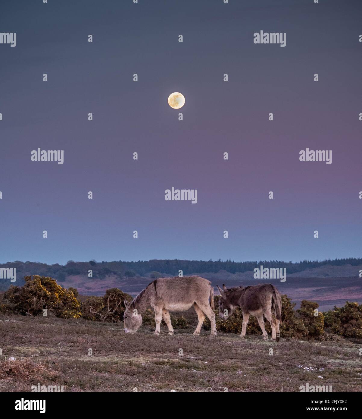 Donkey forest night hi-res stock photography and images - Alamy
