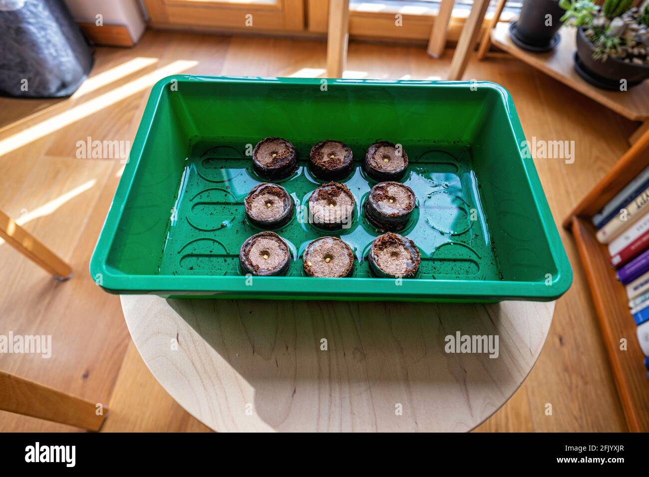 Peat pod expands in water hi-res stock photography and images - Alamy